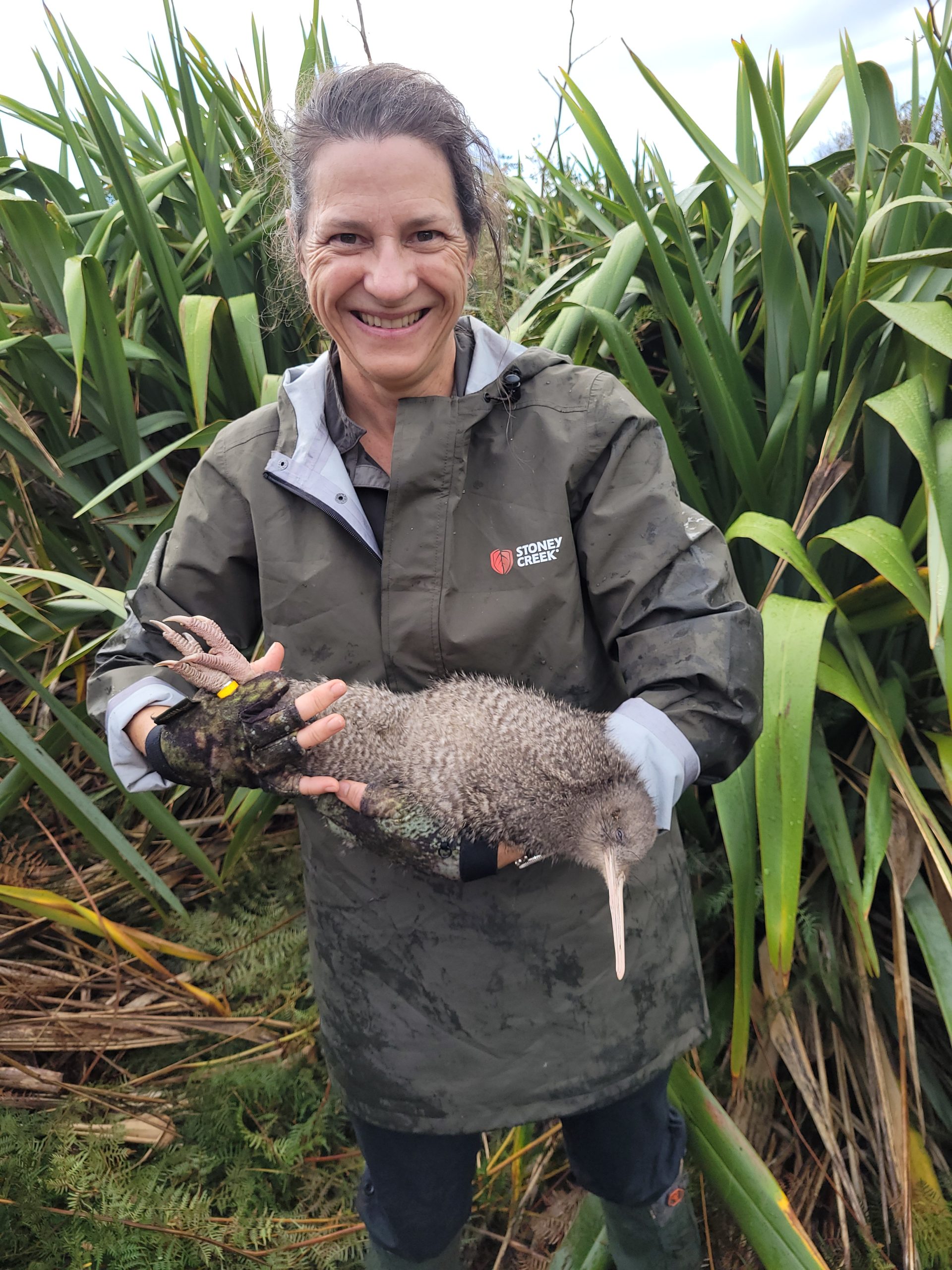 Annual Kiwi Call Survey – Tiritiri Matangi