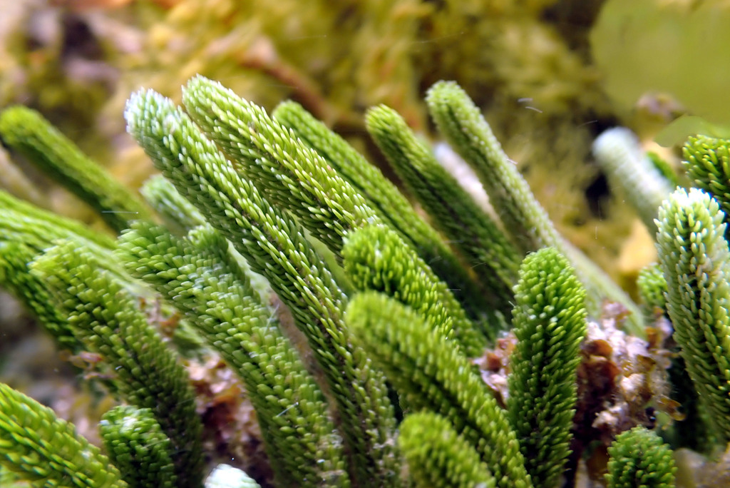 Caulerpa – An invasive marine seaweed. What to look out for … and what ...