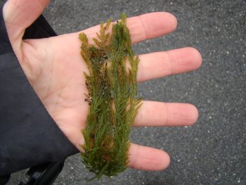 Caulerpa – An invasive marine seaweed. What to look out for … and what ...