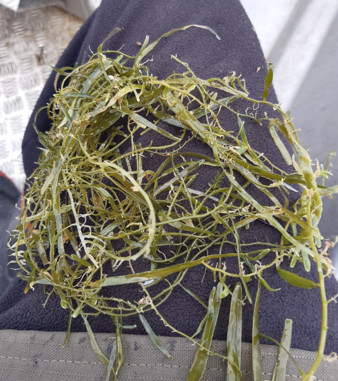 Caulerpa – An invasive marine seaweed. What to look out for … and what ...