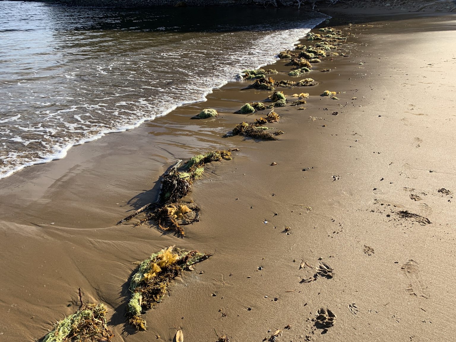 Caulerpa – An invasive marine seaweed. What to look out for … and what ...