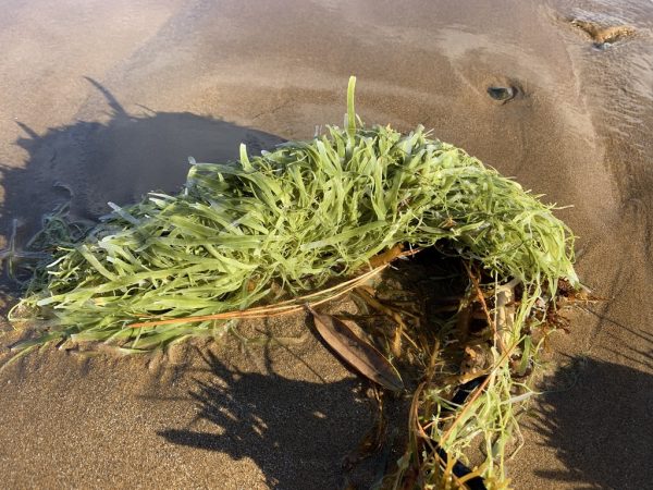 Caulerpa – An invasive marine seaweed. What to look out for … and what ...