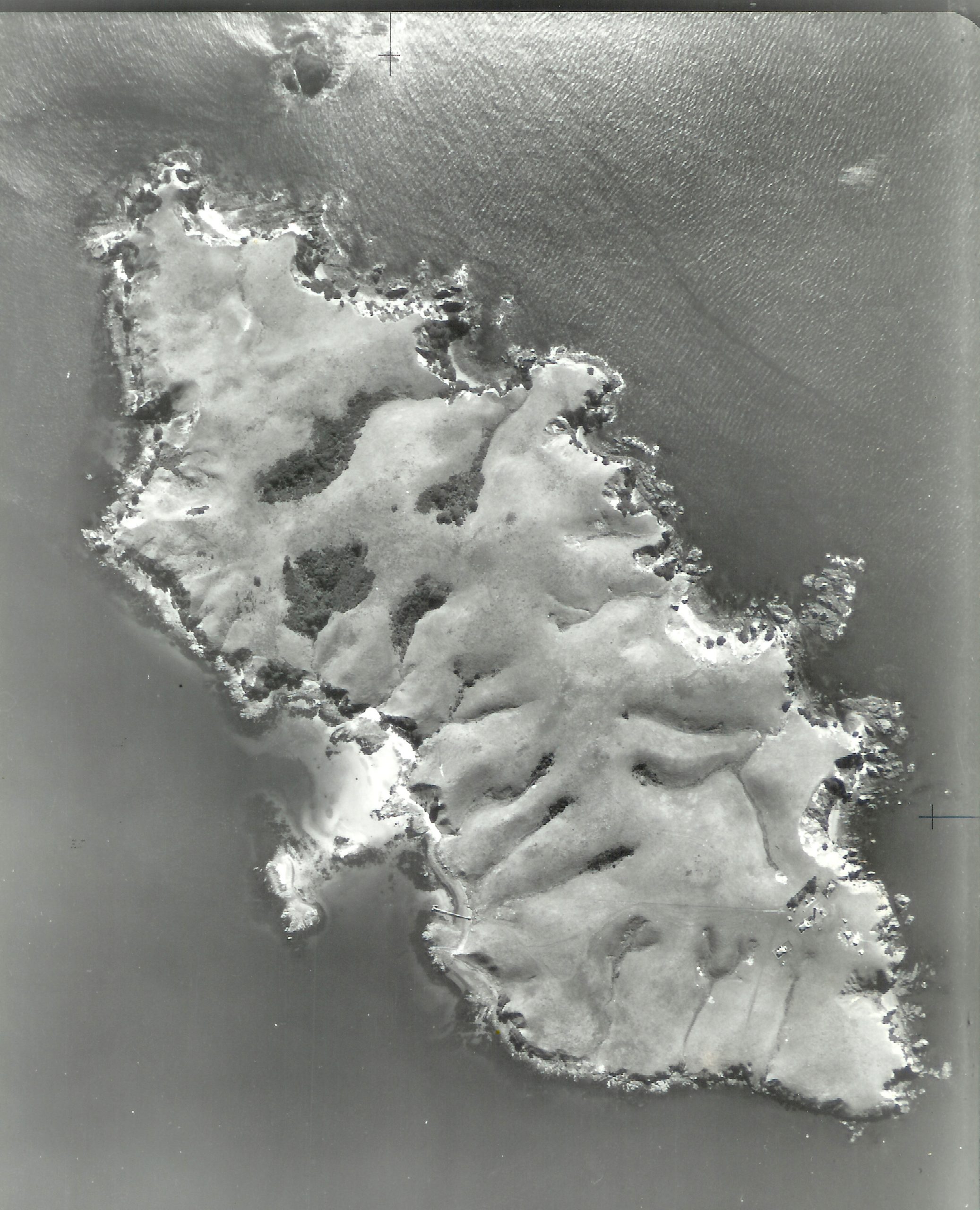 History of Wattle Track – Tiritiri Matangi